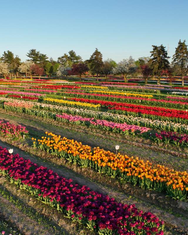 Top Michigan Festivals to Attend in 2025: A Guide to the Best Events of ...