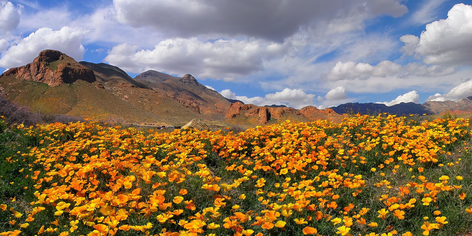 Experience the Blooming Beauty: El Paso Poppy Festival 2025