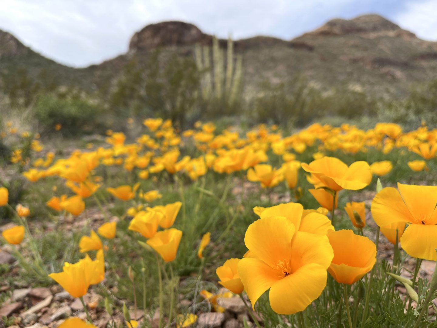 10 Reasons Why You Can't Miss the Poppy Festival El Paso 2025!