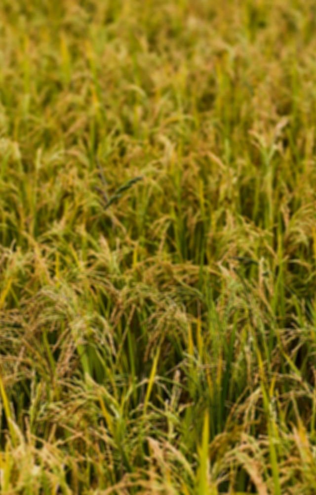 Experience the Flavorful Delights of Rice Festival 2025!