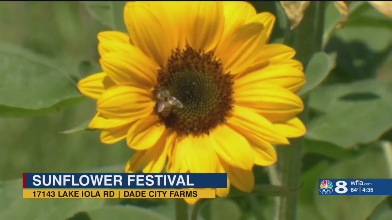 Bright and Bold: Yellow Pollen Festival 2025 Preview