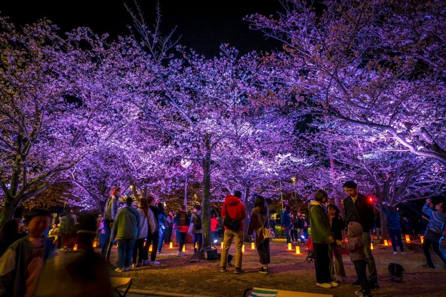 Counting Down to the Sweet 2025 Cherry Festival: A Must-See Event!