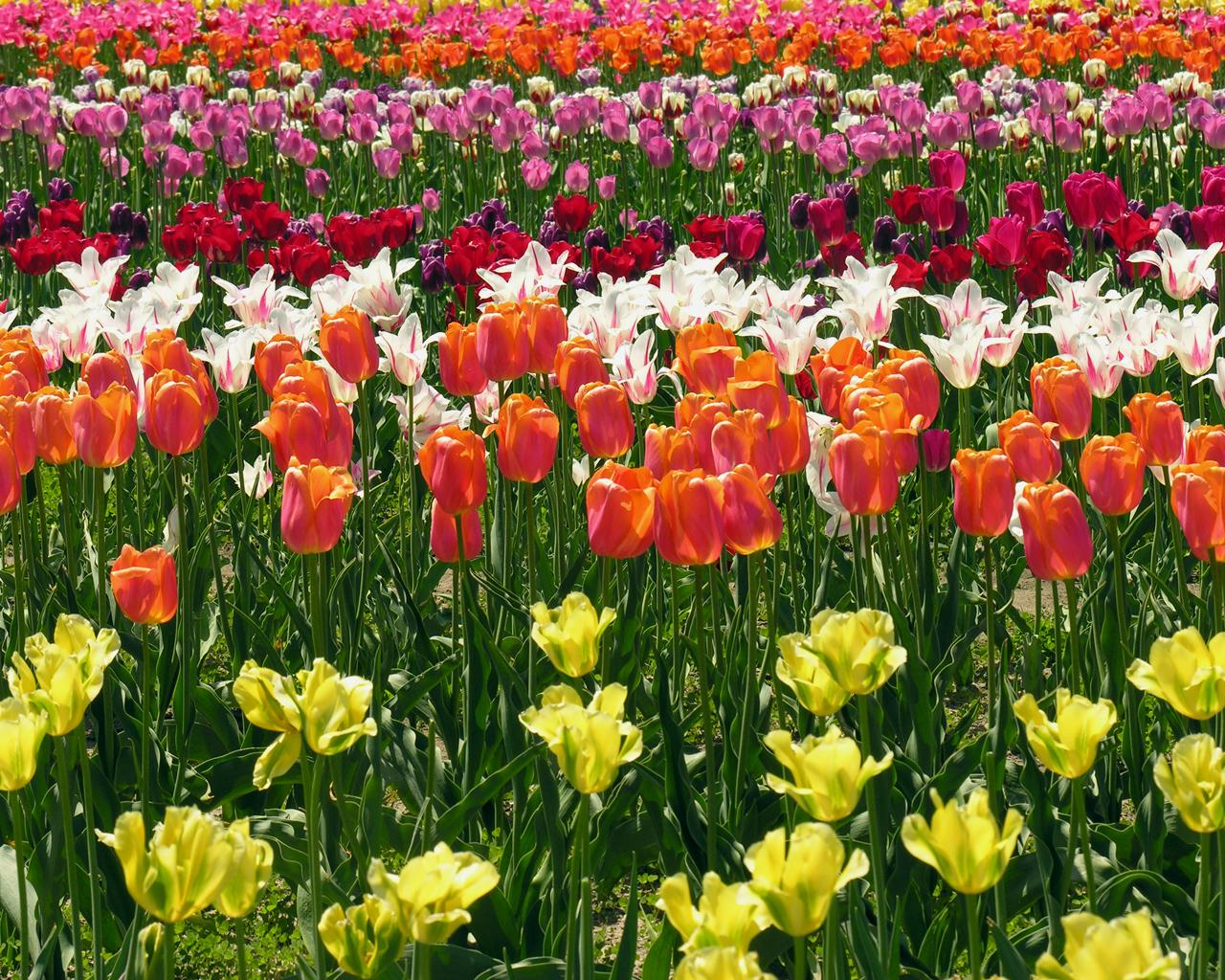 Pella IA Tulip Festival 2025: A Vibrant Celebration of Blooms and Culture!